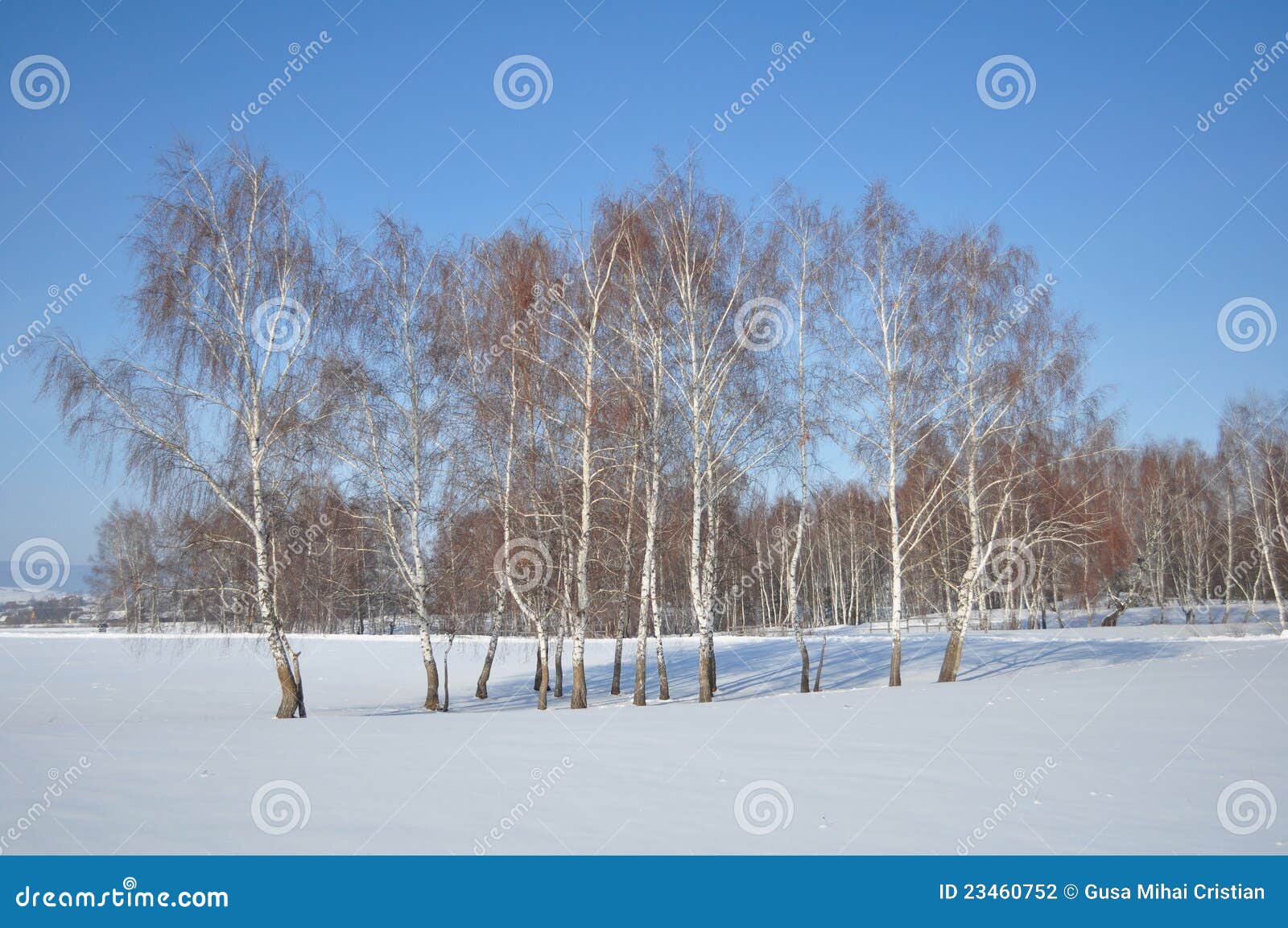 Birch tree in winter stock photo. Image of scene, snow - 23460752