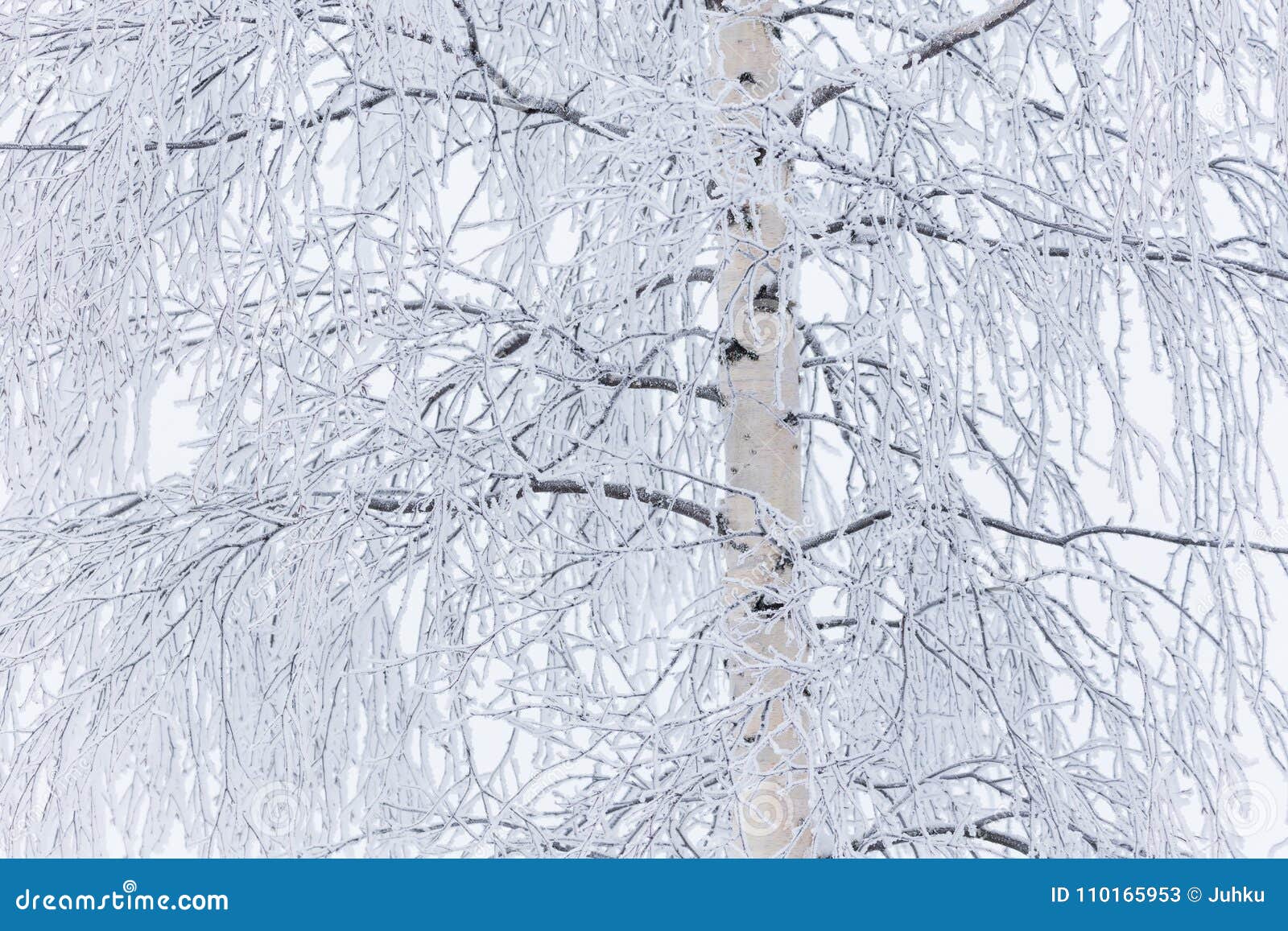 Birch tree covered in snow stock image. Image of cool - 110165953