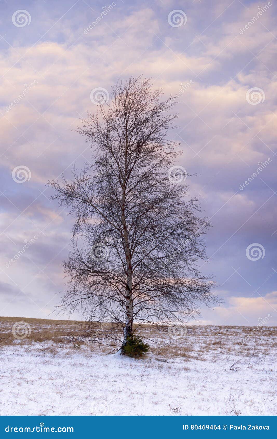 Birch tree in winter stock photo. Image of frost, cold - 80469464