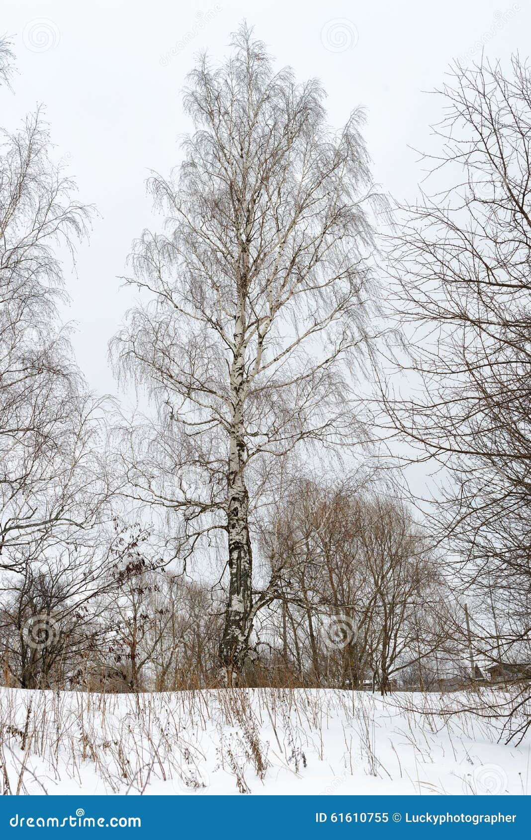 Birch tree in winter stock image. Image of crust, nature - 61610755