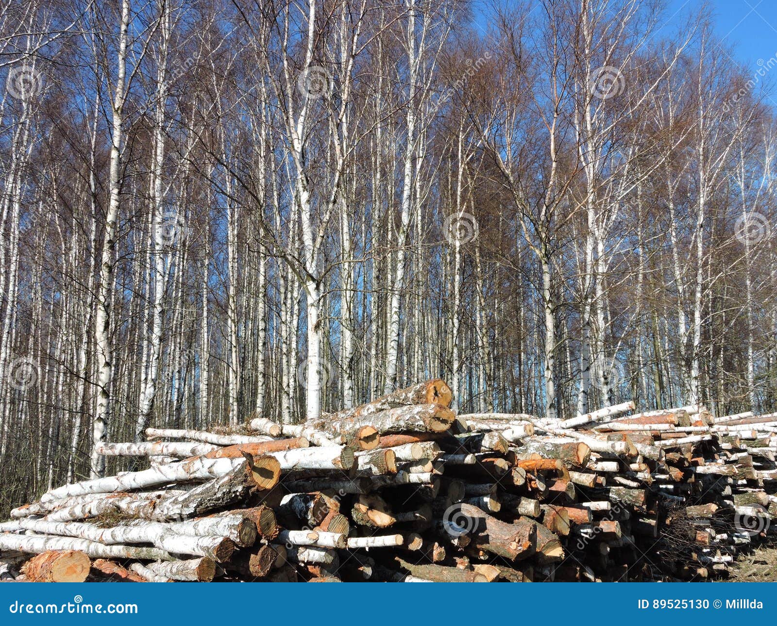 Birch tree wood, Lithuania stock photo. Image of branch - 89525130