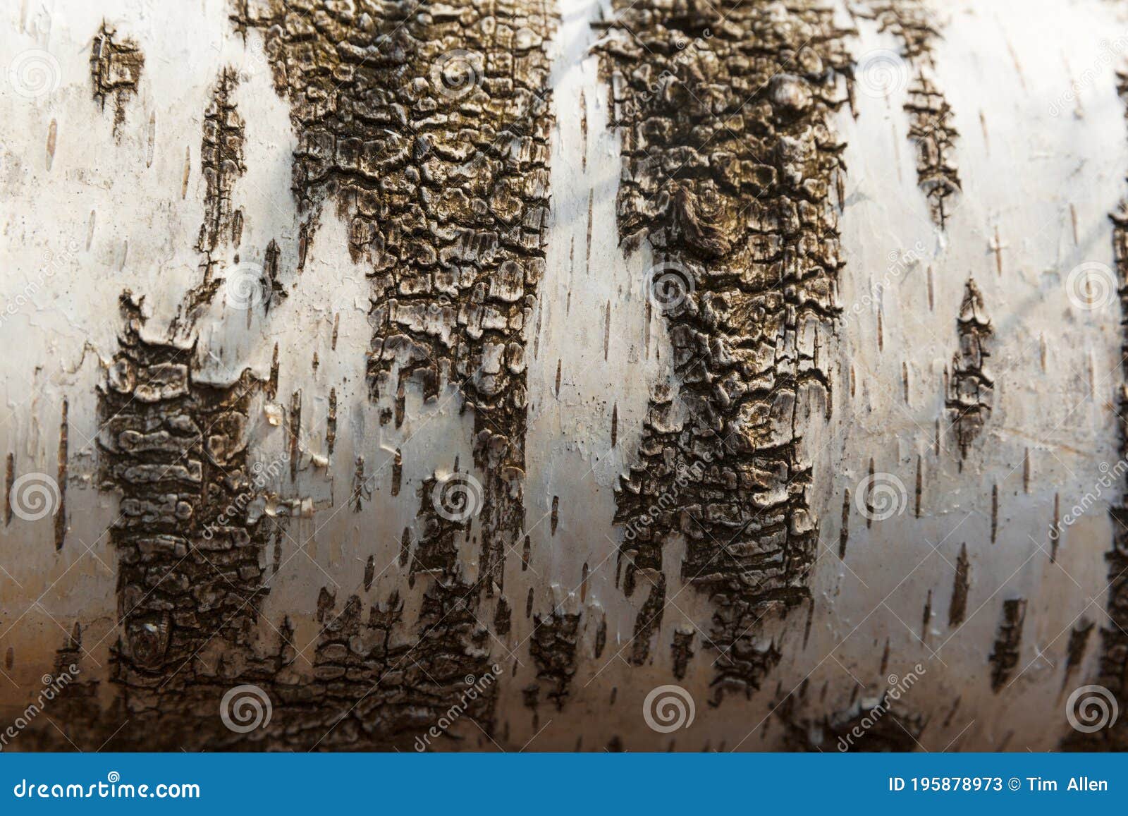 Birch Tree Wood Texture in Light Stock Image - Image of rough, dirty ...