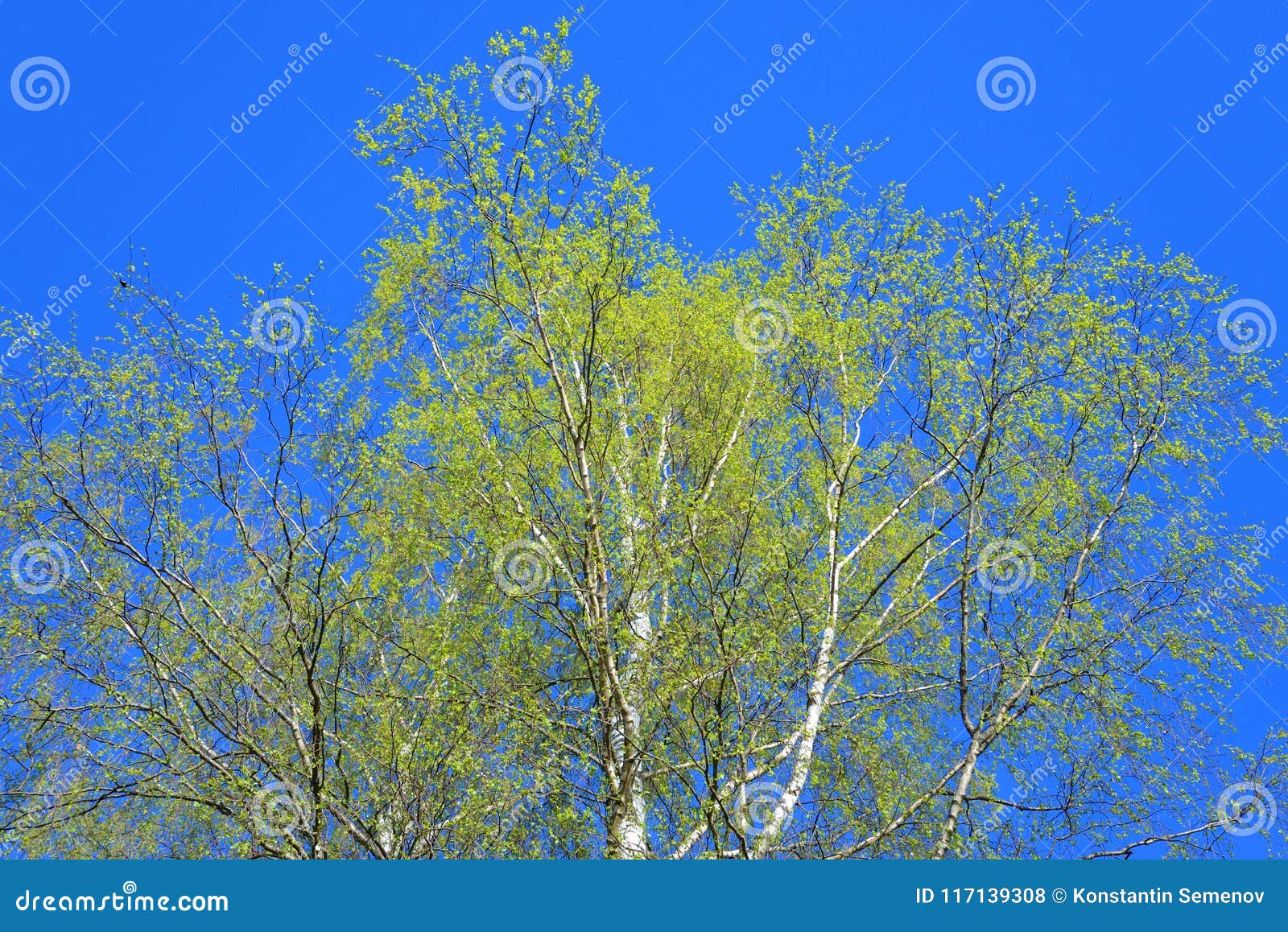 Birch tree in the spring. stock photo. Image of environment - 117139308