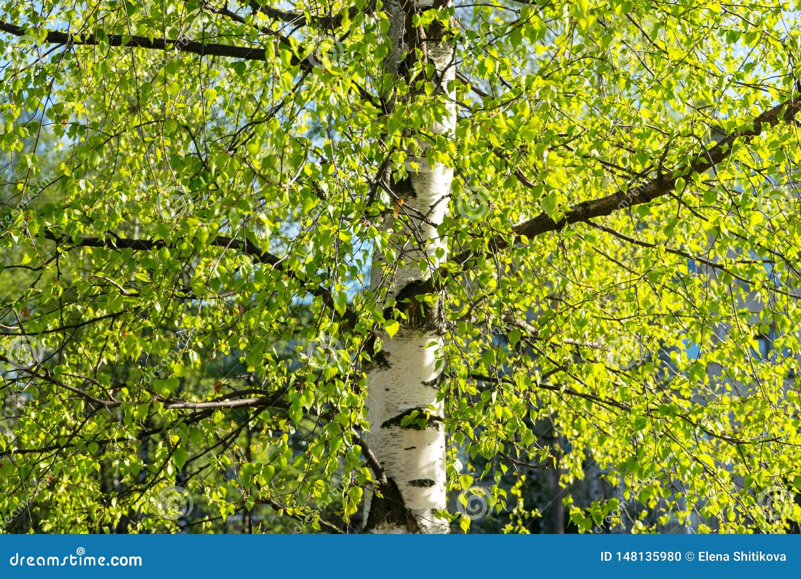 Birch Tree in Young Spring Foliage. Stock Photo - Image of plant ...