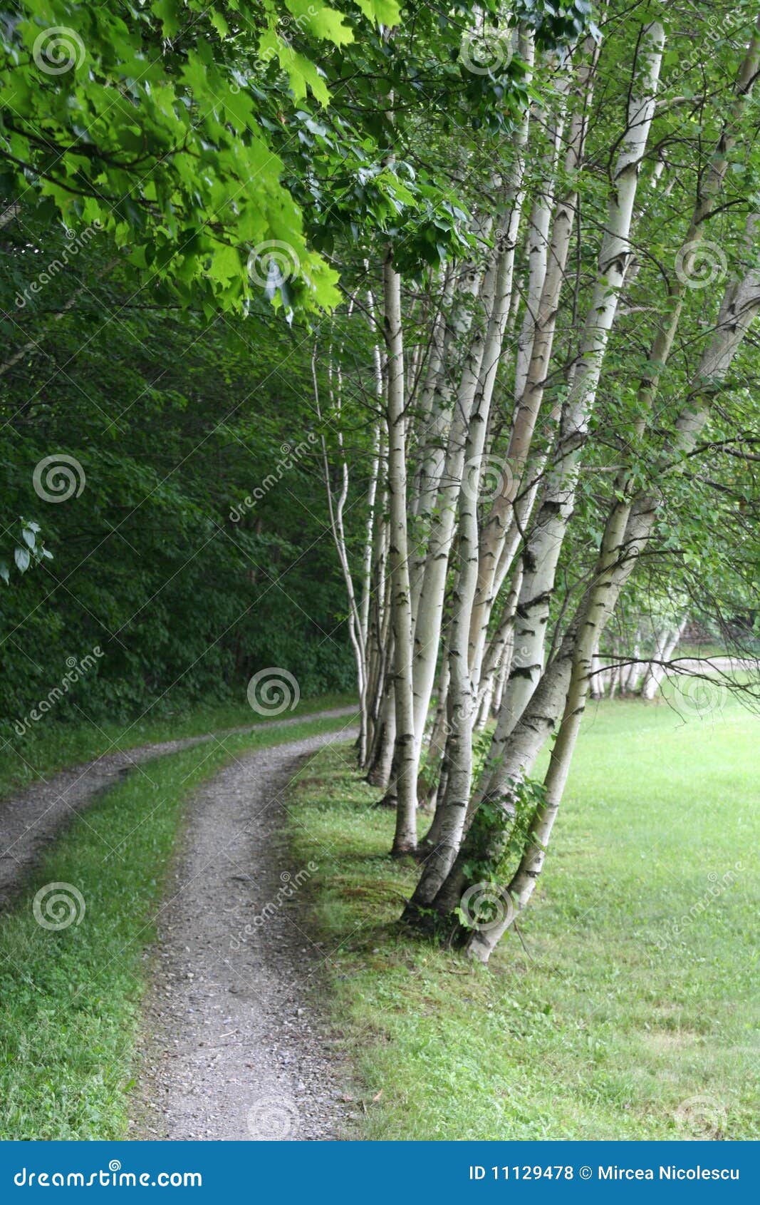 Birch Trees stock photo. Image of color, outdoor, green - 11129478
