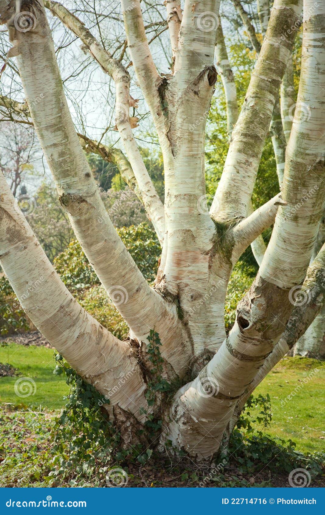 Birch trees stock photo. Image of white, viewpoint, nature - 22714716