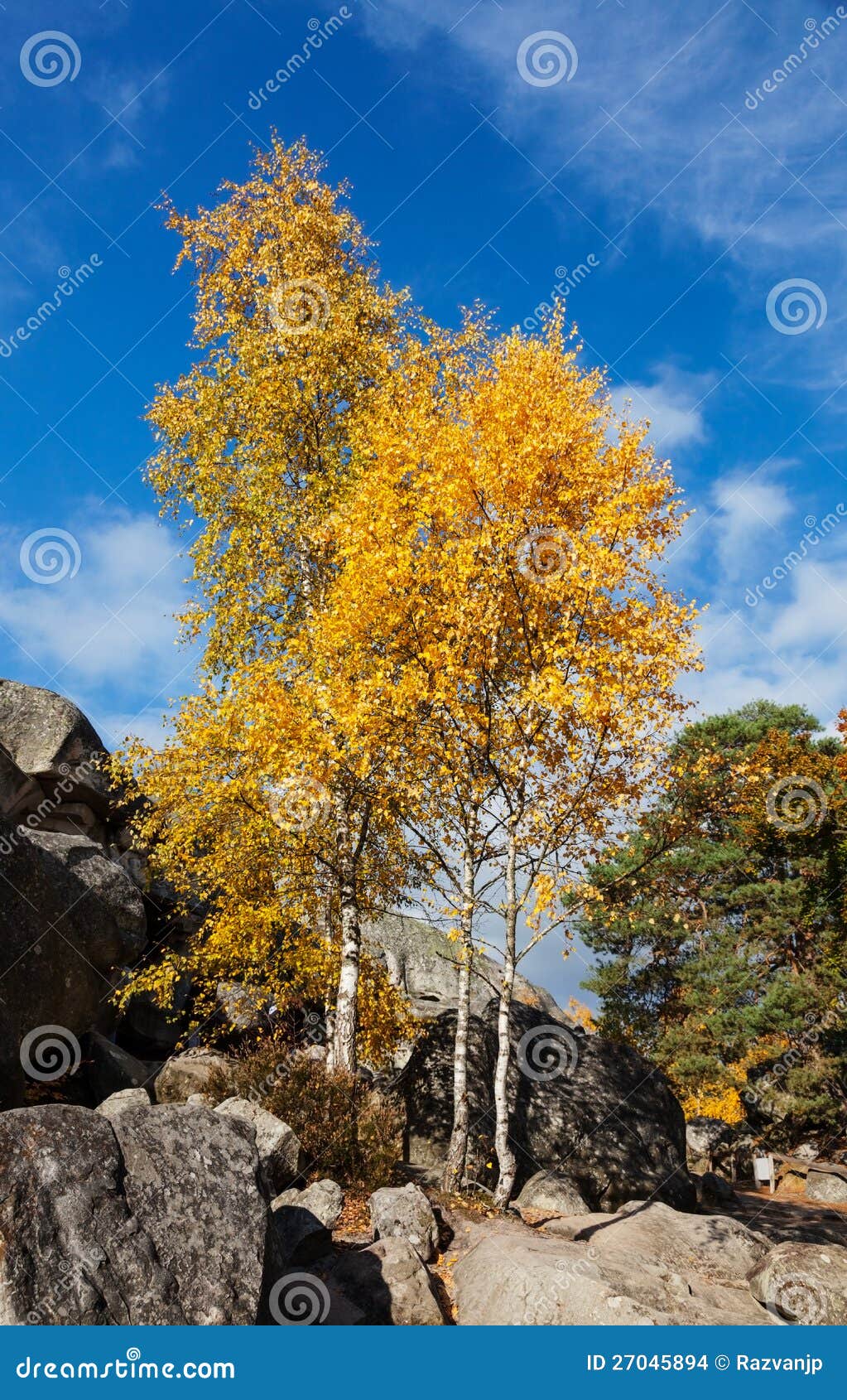 Birch Trees stock photo. Image of seasonal, birch, outdoors - 27045894