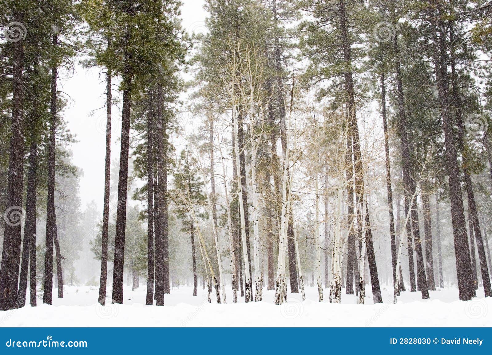 Birch trees stock photo. Image of chilly, trees, cold - 2828030