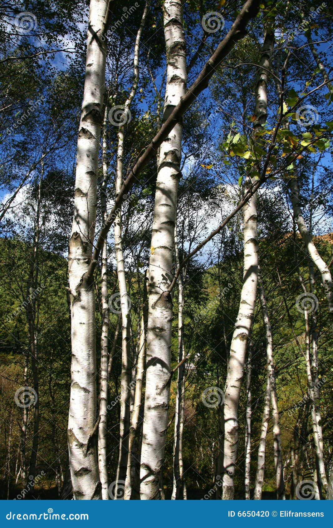 Birch trees stock photo. Image of forests, trees, birch - 6650420