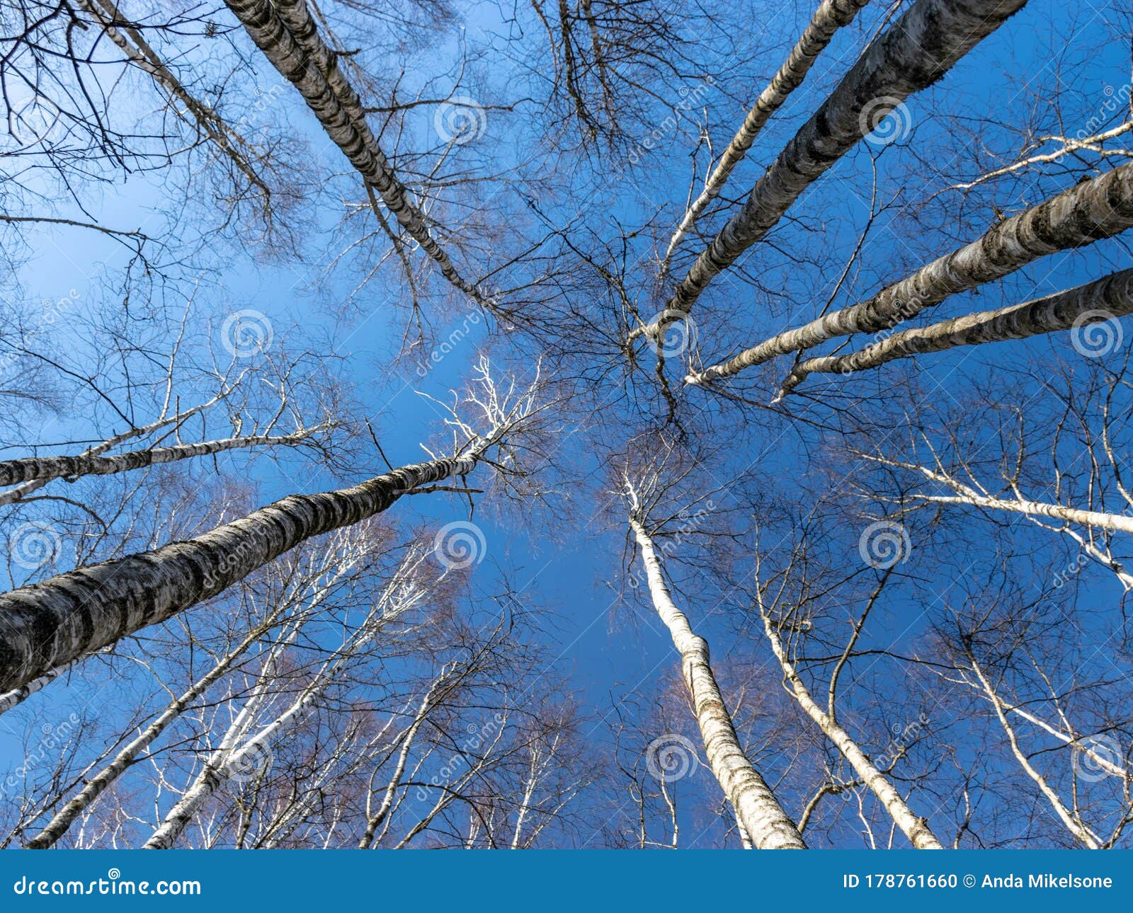 Birch Trees Against the Blue Sky Stock Photo - Image of blue, birch ...