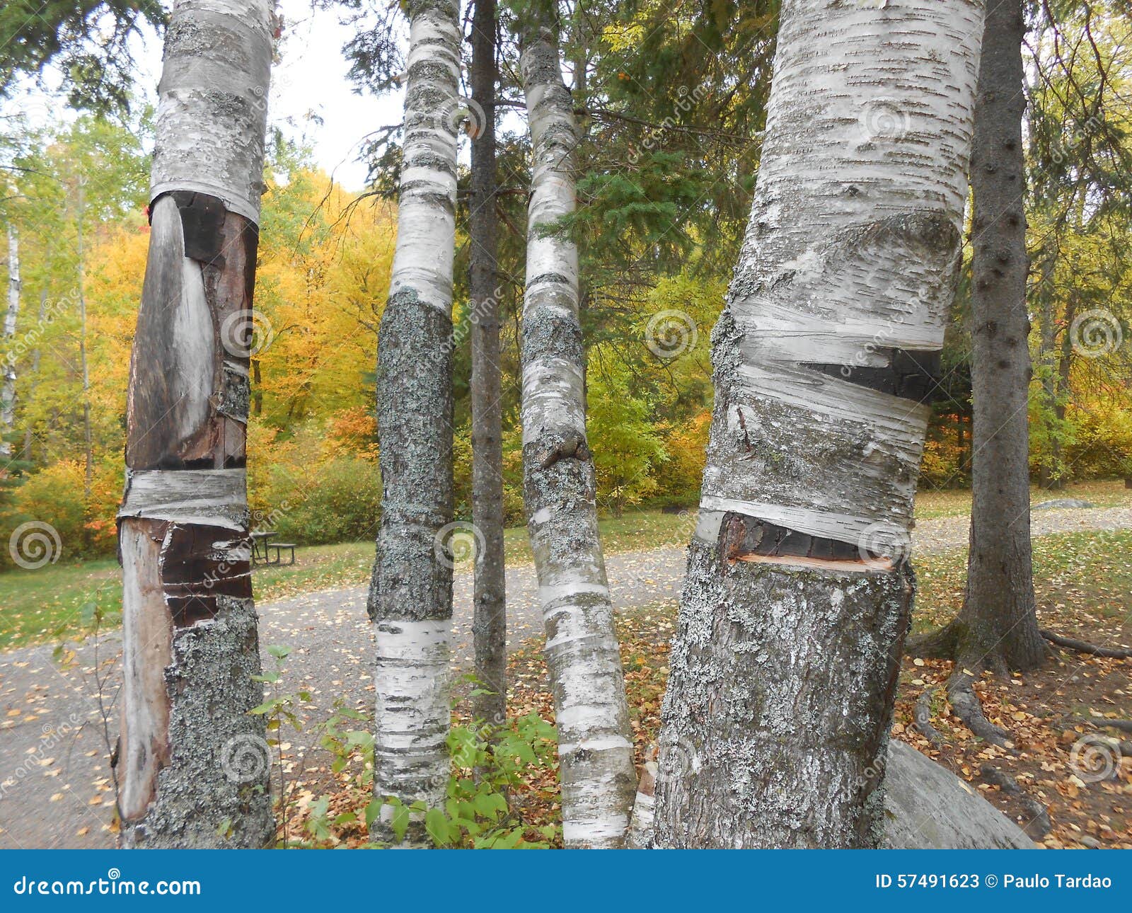 Birch Trees of Algonquin Park Stock Image - Image of scenic, betula ...