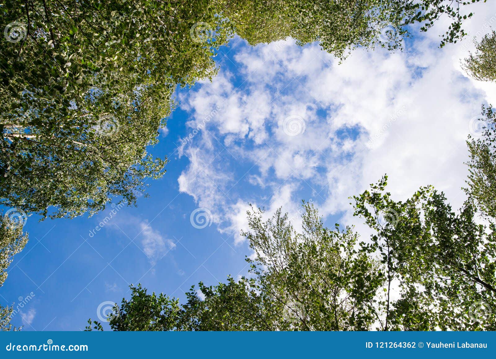 Birch Trees Arrangement in Forest Stock Photo - Image of group, blue ...