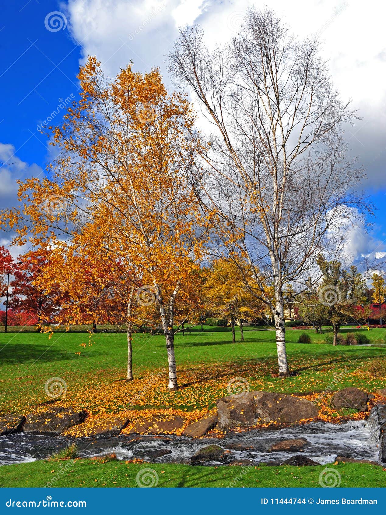 Birch trees in Autumn stock photo. Image of bright, blue - 11444744