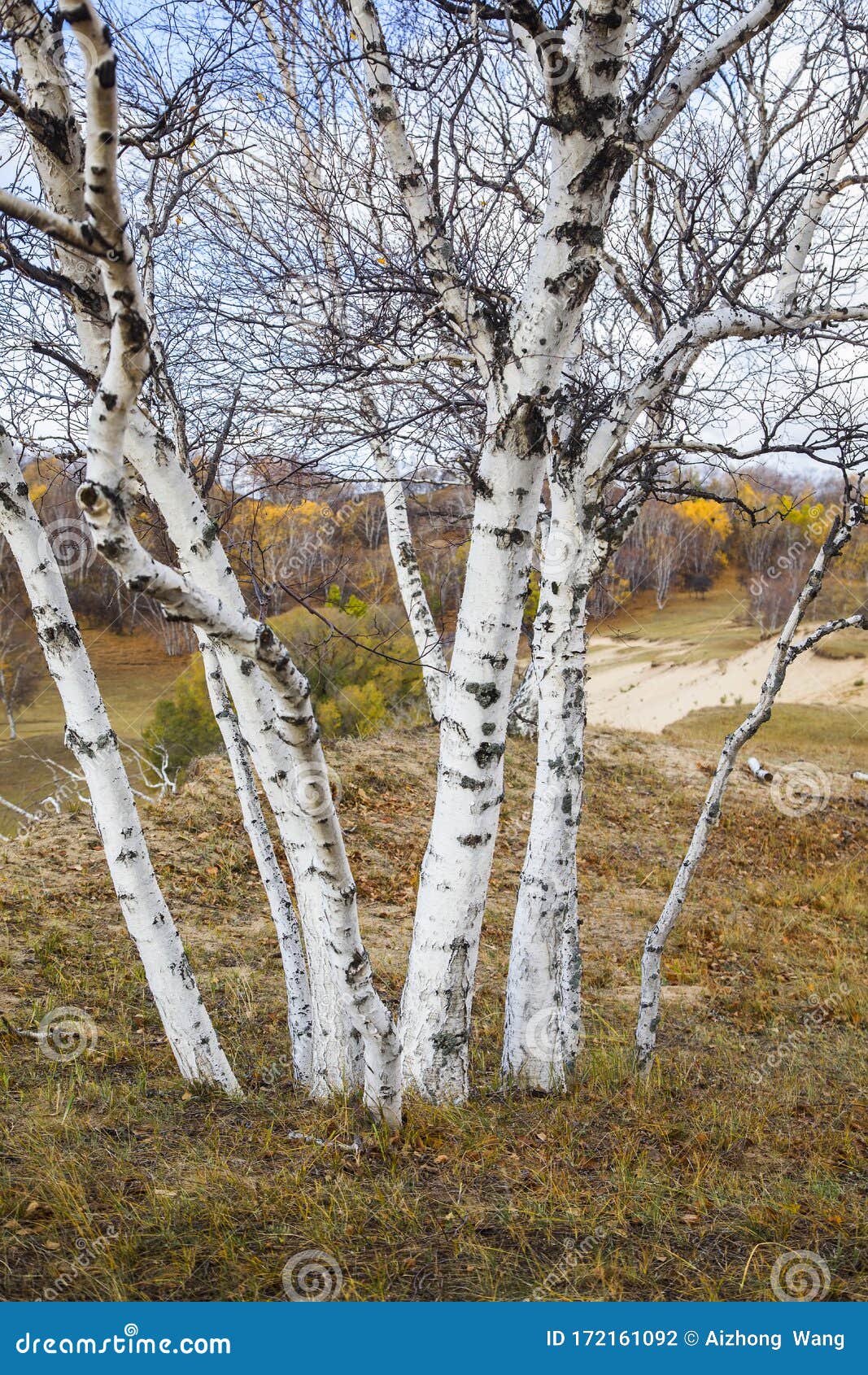 Birch trees stock photo. Image of color, tree, season - 172161092