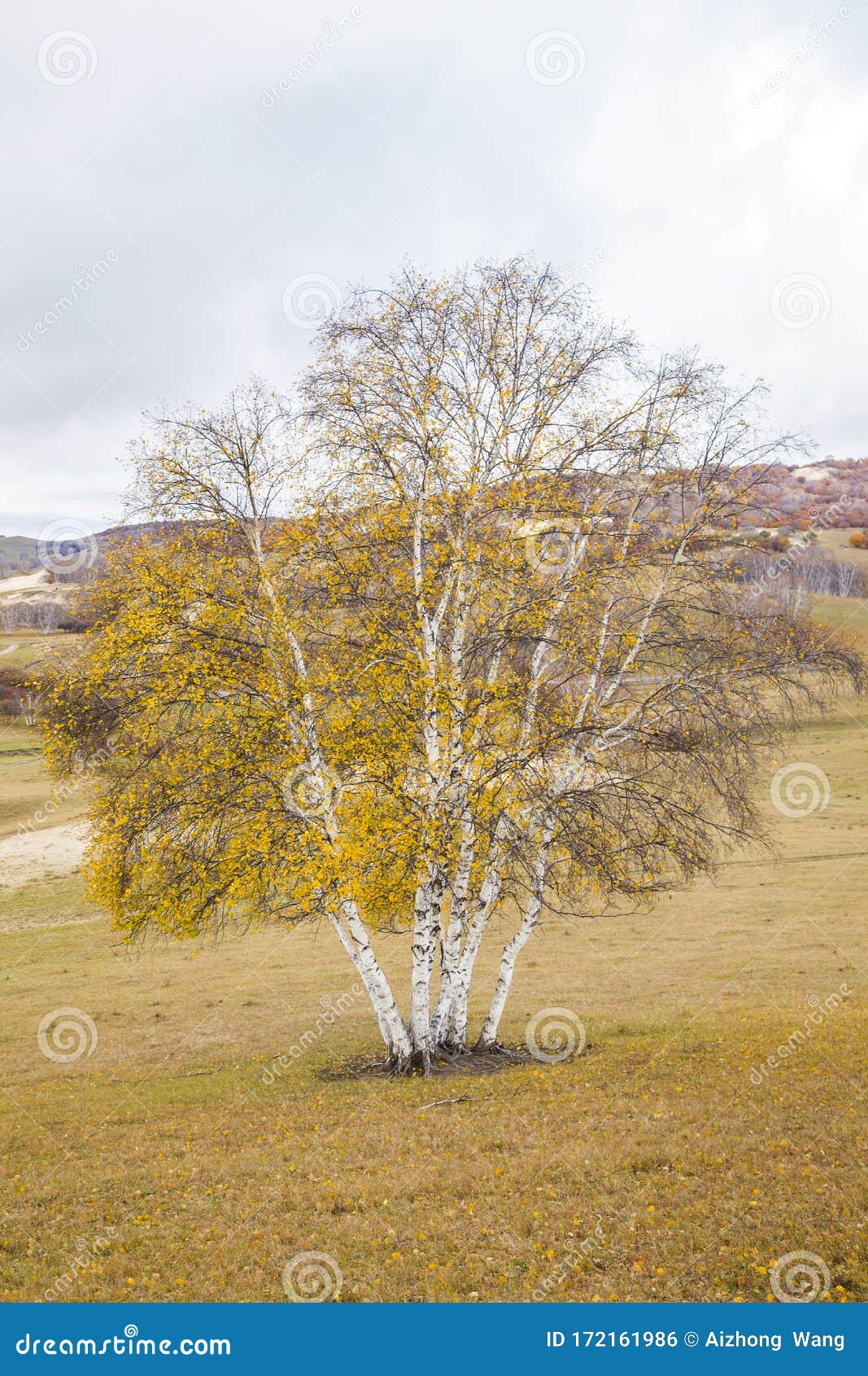 Birch trees stock photo. Image of beauty, natural, autumn - 172161986