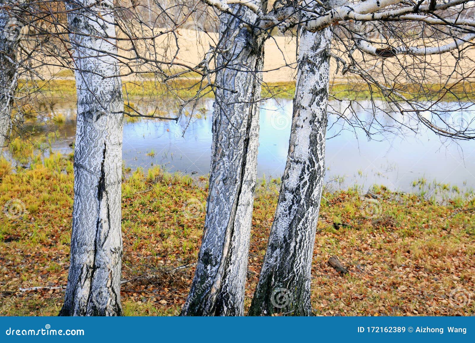 Birch trees stock image. Image of wild, plant, foliage - 172162389
