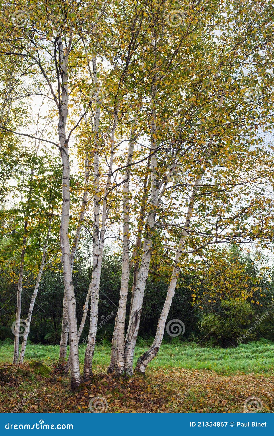 Birch trees during autumn stock image. Image of branch - 21354867