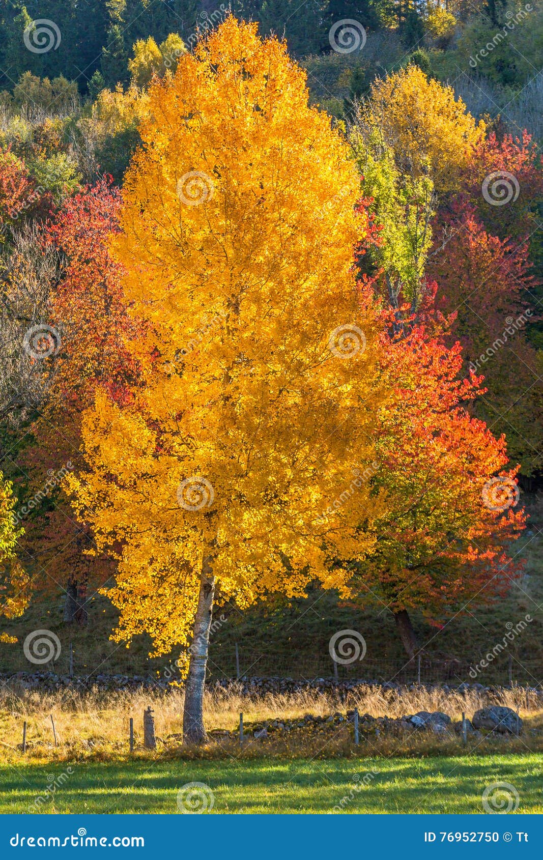 Birch Trees in Autumn Color Stock Photo - Image of scenery, leaf: 76952750