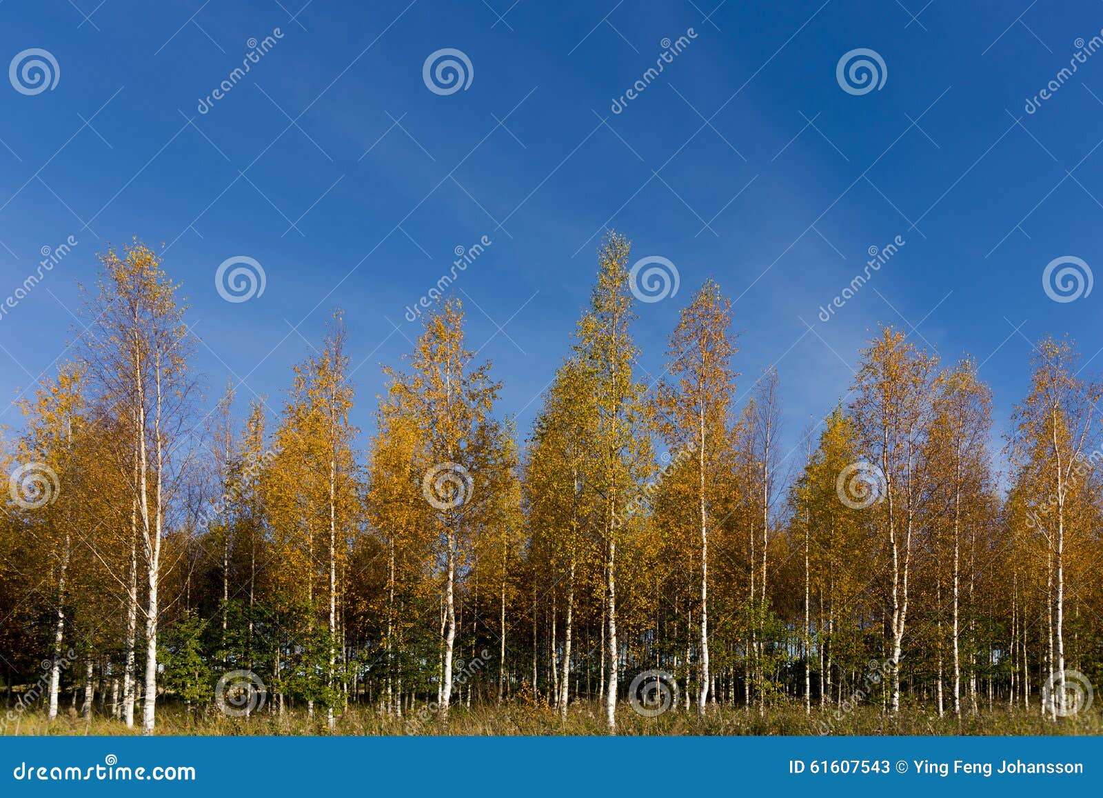 Birch Trees in Autumn Colors Stock Image - Image of blue, nature: 61607543