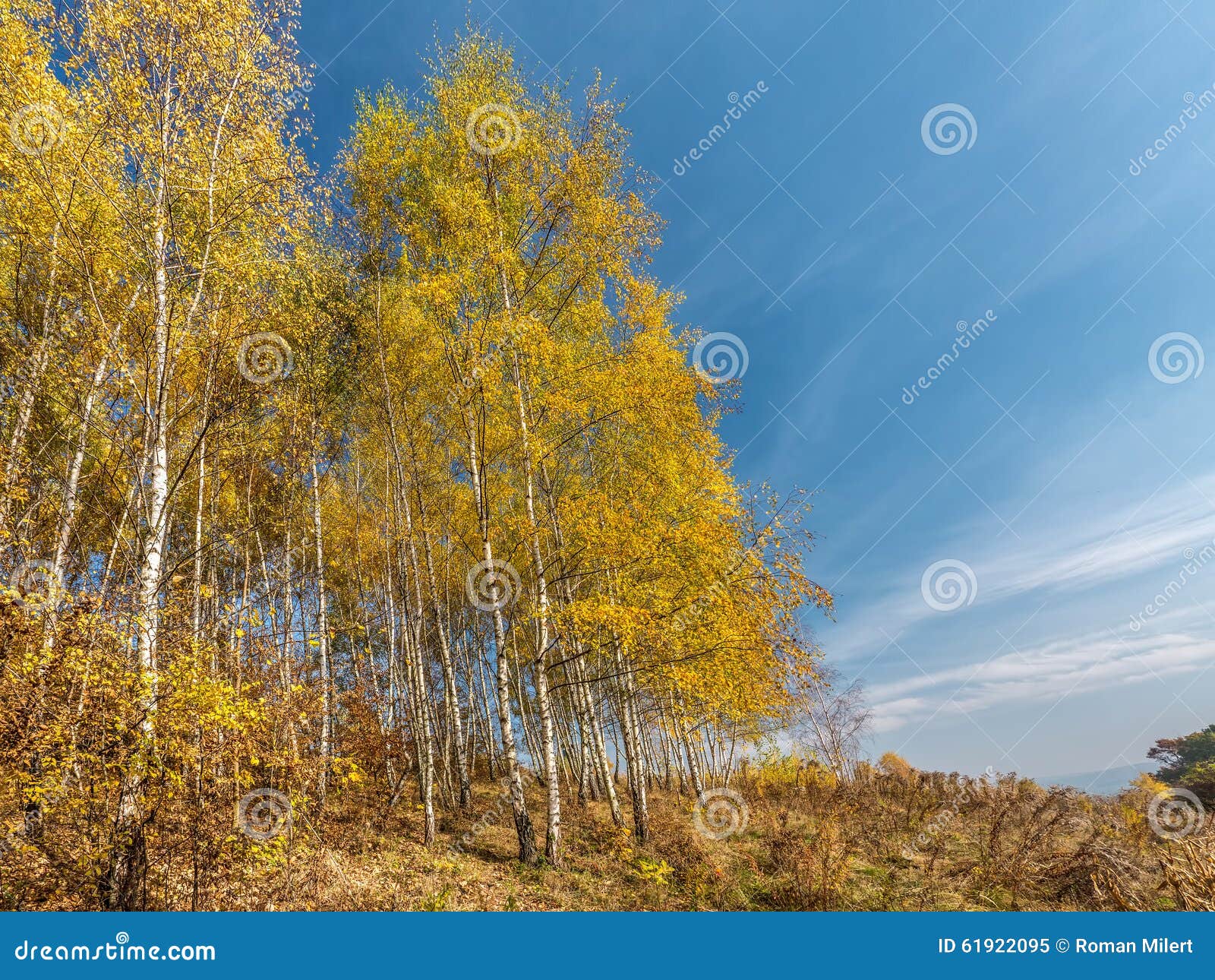 Birch Trees in Autumn Colors Stock Image - Image of leaf, yellow: 61922095