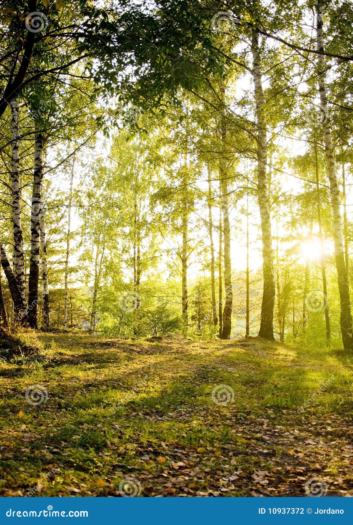 Birch Trees in a Autumn Forest Stock Photo - Image of birch, natural ...