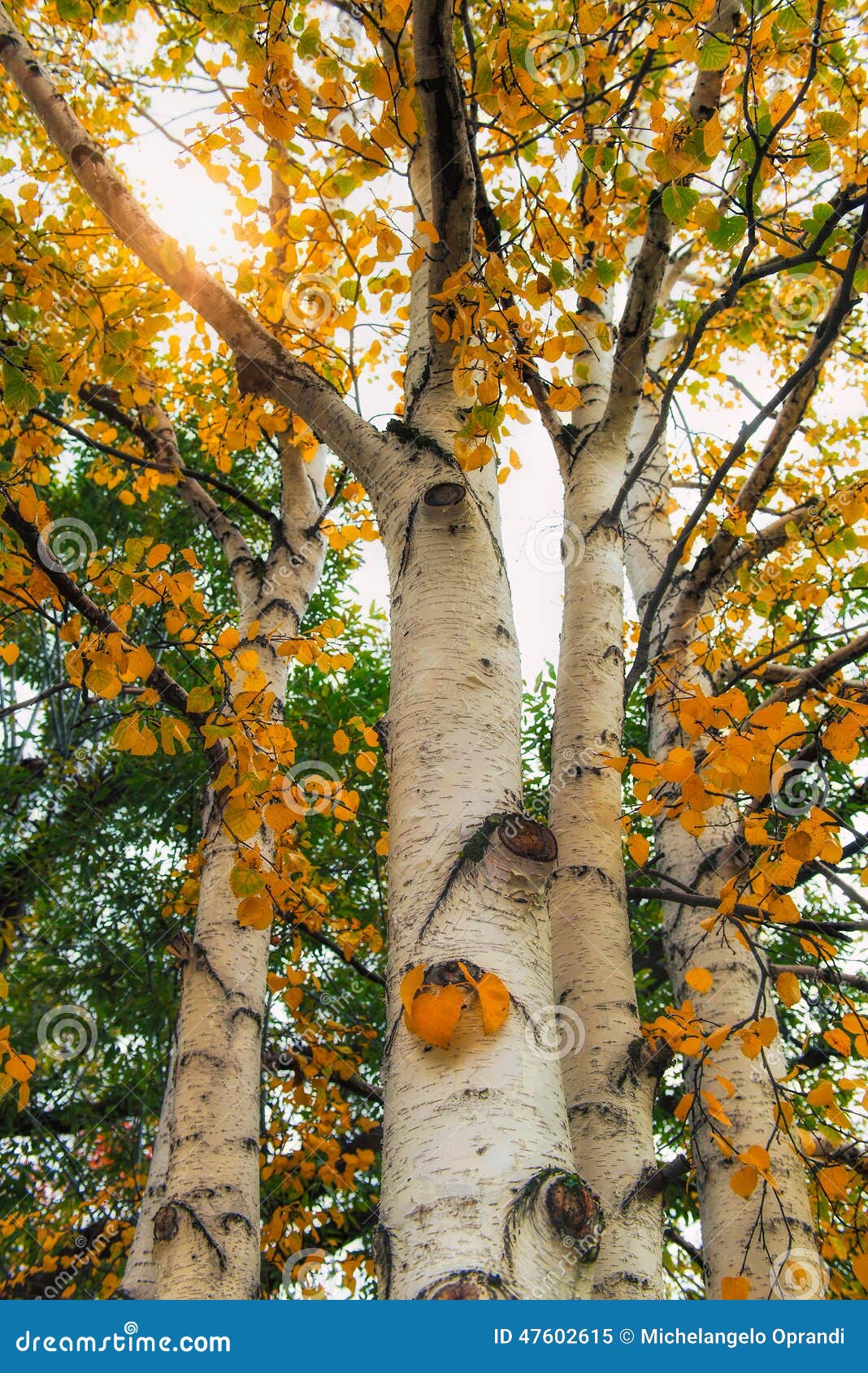 Birch trees stock image. Image of season, leaves, fall - 47602615