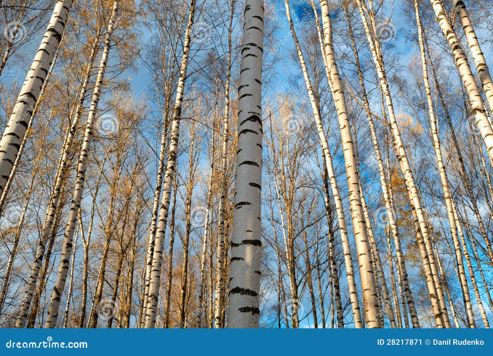 Birch trees background. stock image. Image of nonurban - 28217871