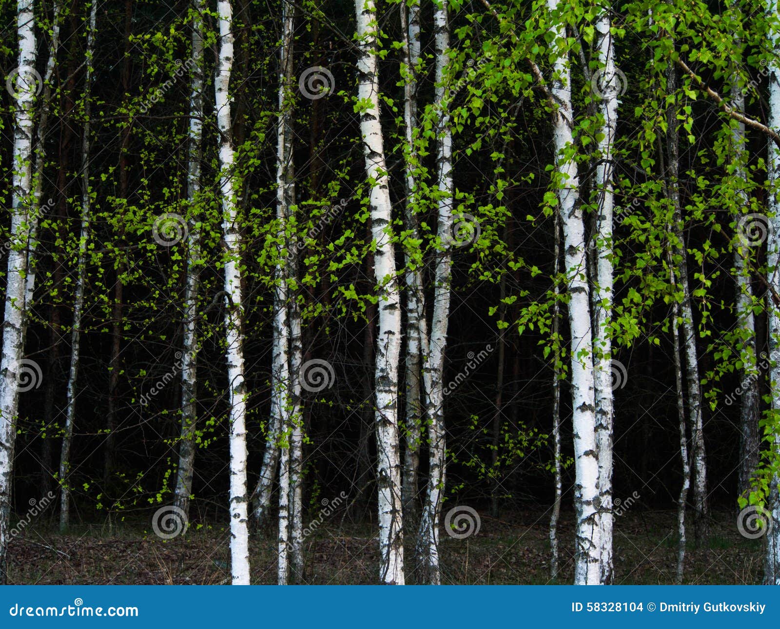 Birch Trees Background stock photo. Image of forest, twig - 58328104