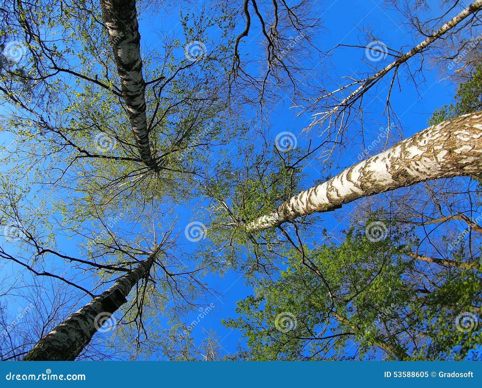 Birch Trees on the Background of the Spring Sky - View from Below Stock ...