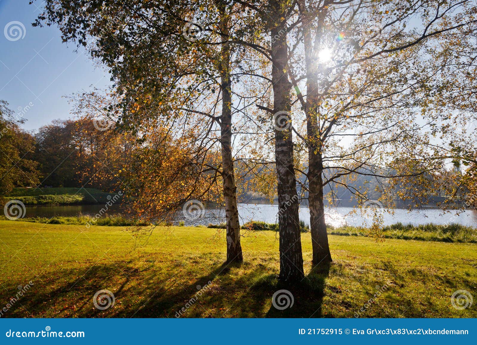 Birch trees with backlight stock image. Image of lake - 21752915