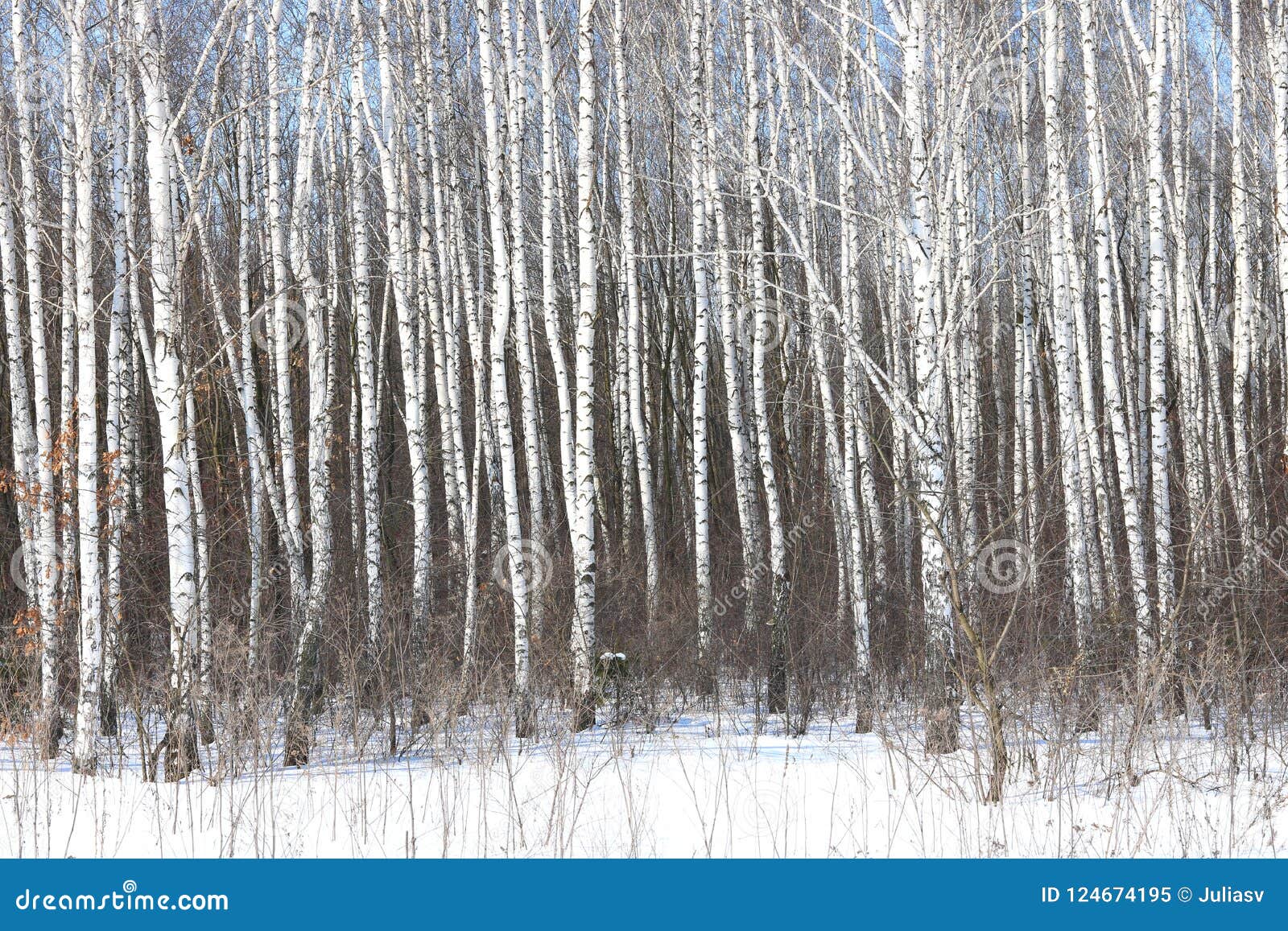Birch Trees with Birch Bark in Birch Forest among Other Birches in ...