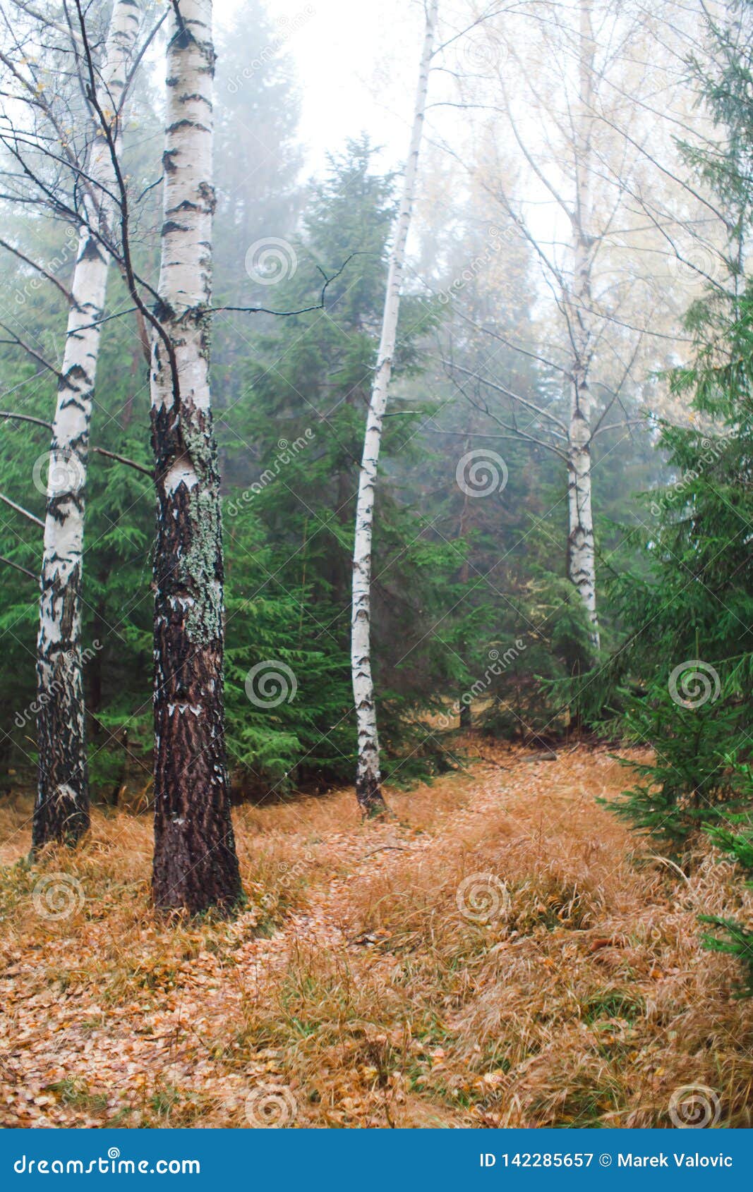 Birch Trees in Beautiful Still Scenery in Forest Stock Image - Image of ...