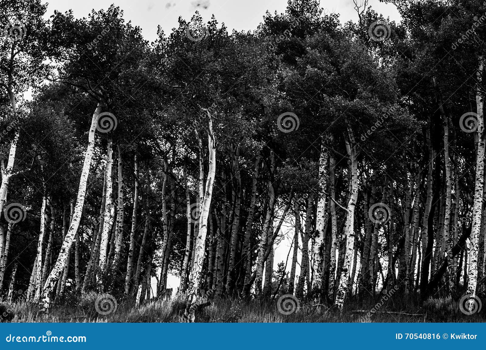 Birch Trees Blacl and White Stock Photo - Image of colorado, green ...