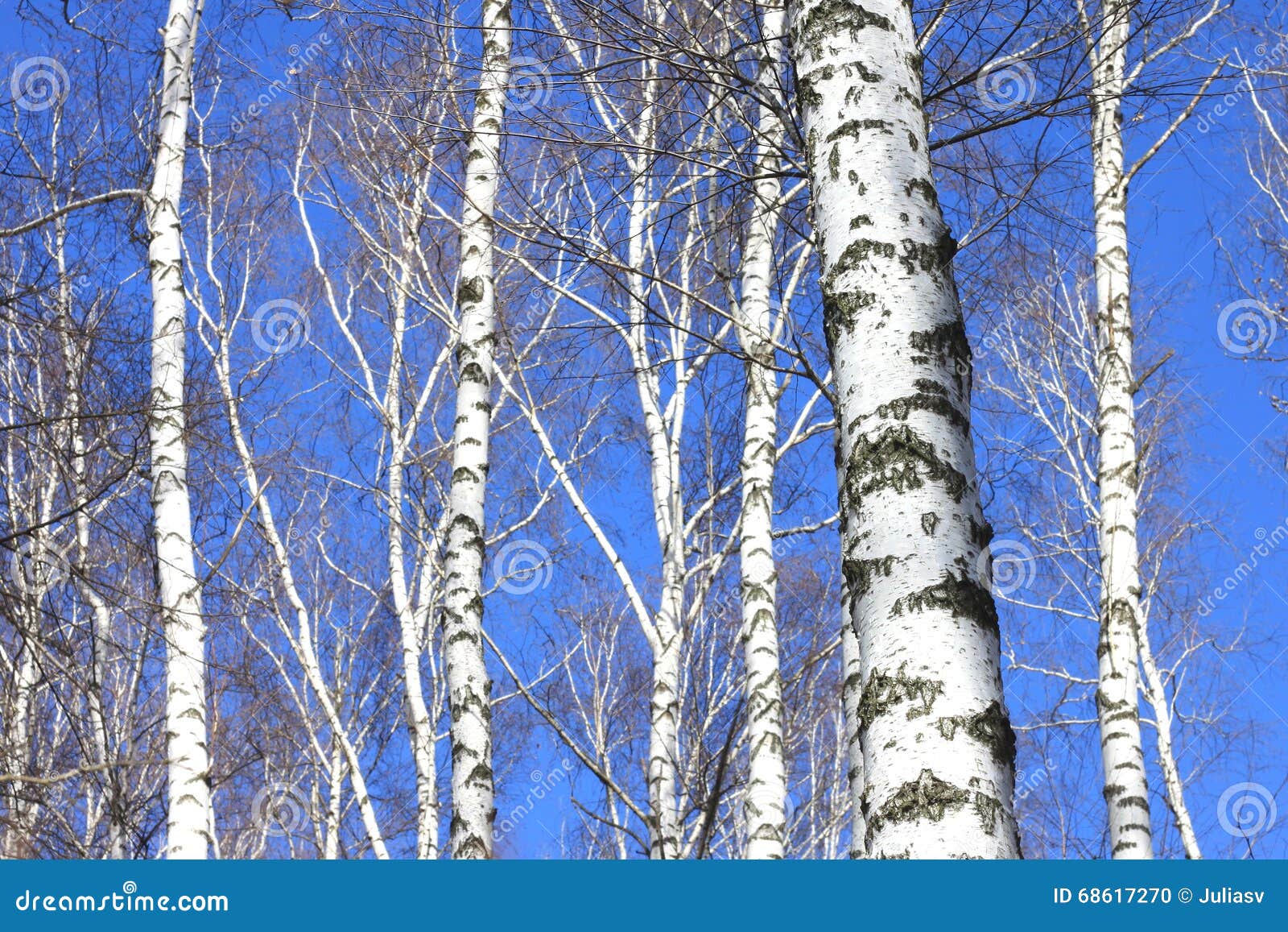 Birch Trees on Blue Sky in Early Spring Stock Photo - Image of ...