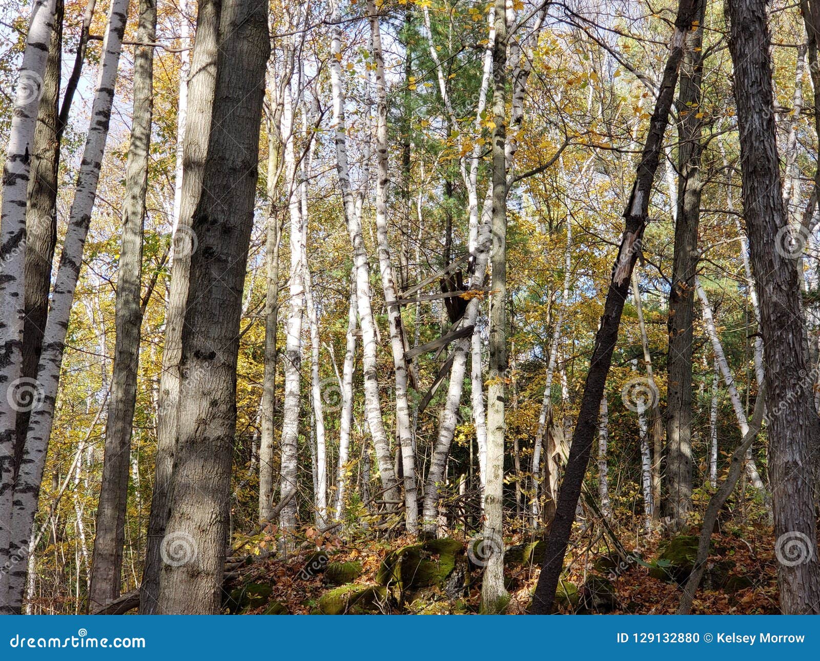 Birch Trees, Broken Down Tree House Stock Photo - Image of house, birch ...