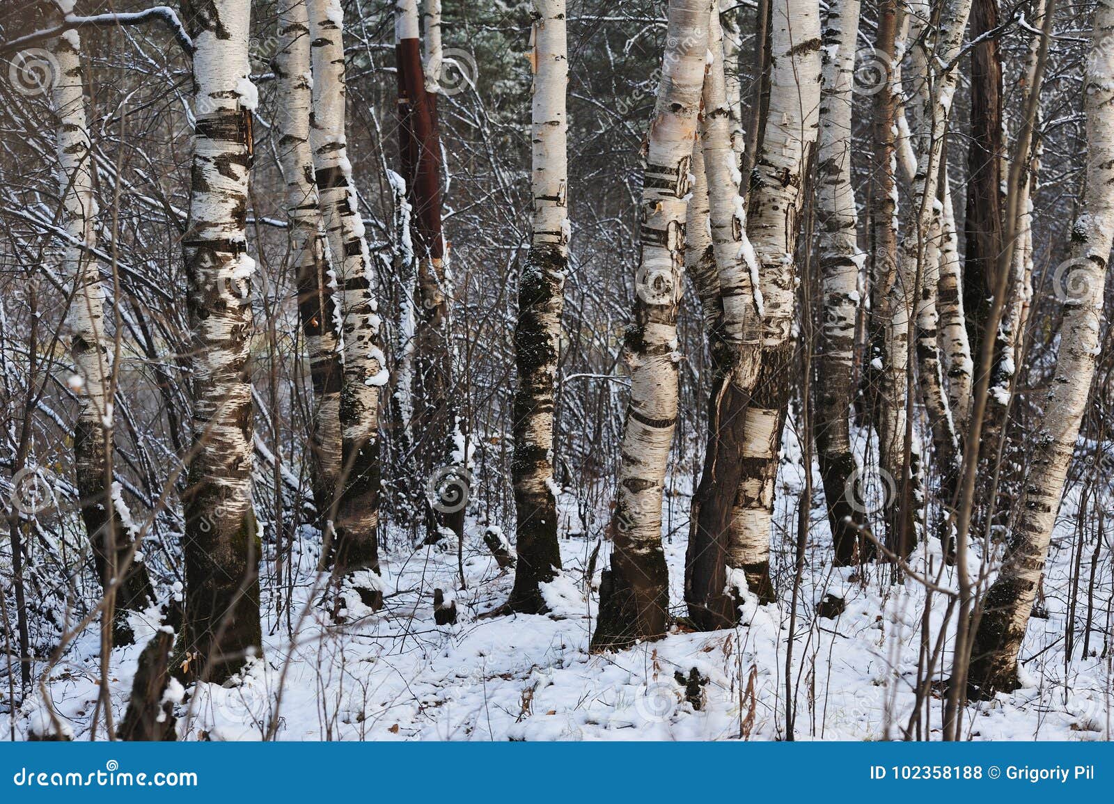 Birch trees. stock photo. Image of birchwood, nature - 102358188