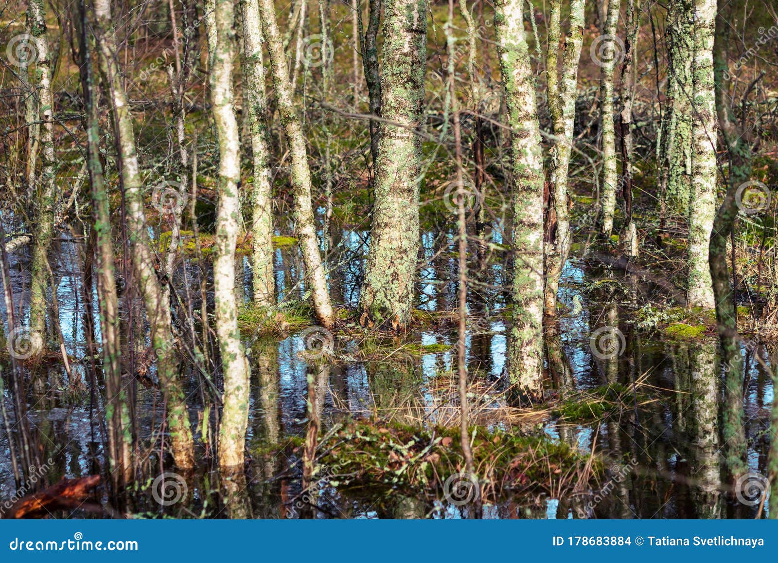 Birch Trees Covered with Moss in the Swamp Stock Photo - Image of ...
