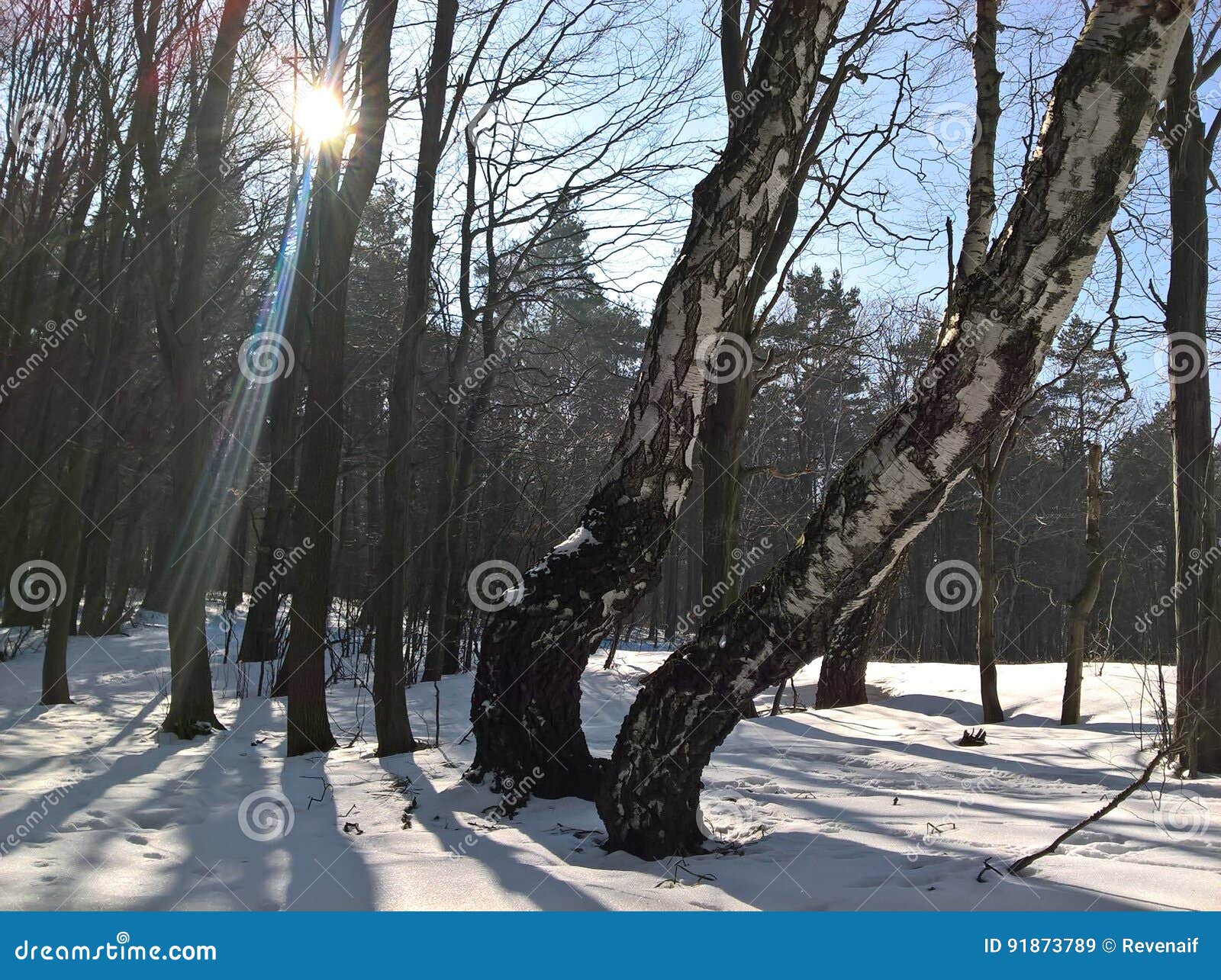 Birch Trees Crooked stock image. Image of droop, seasonal - 91873789