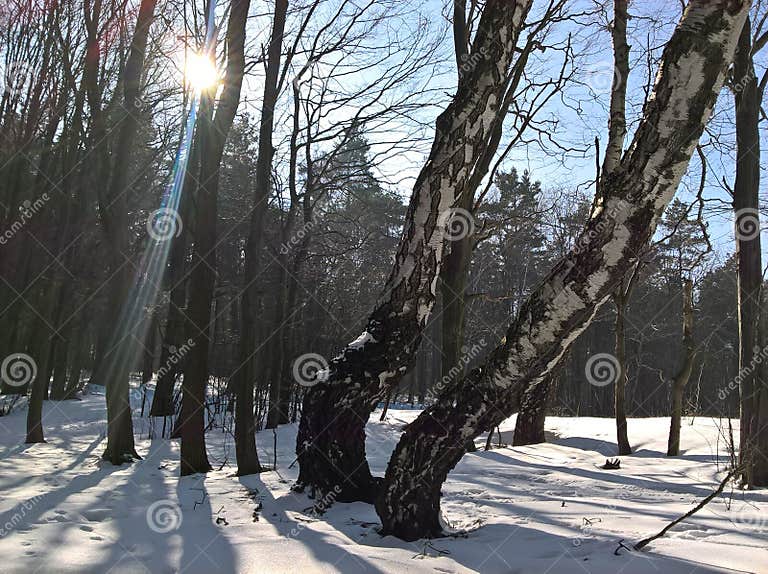 Birch Trees Crooked stock image. Image of droop, seasonal - 91873789