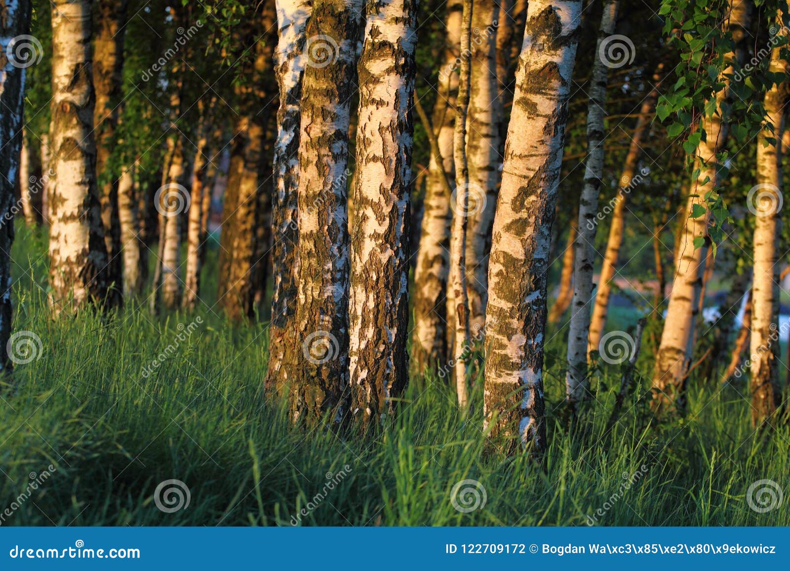Birch trees in the dawn stock photo. Image of valley - 122709172