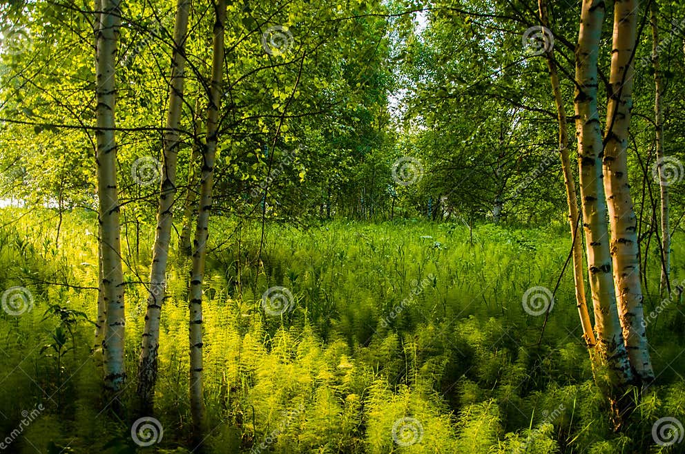 Birch Trees in Dense Thickets of Fern Stock Photo - Image of macro ...
