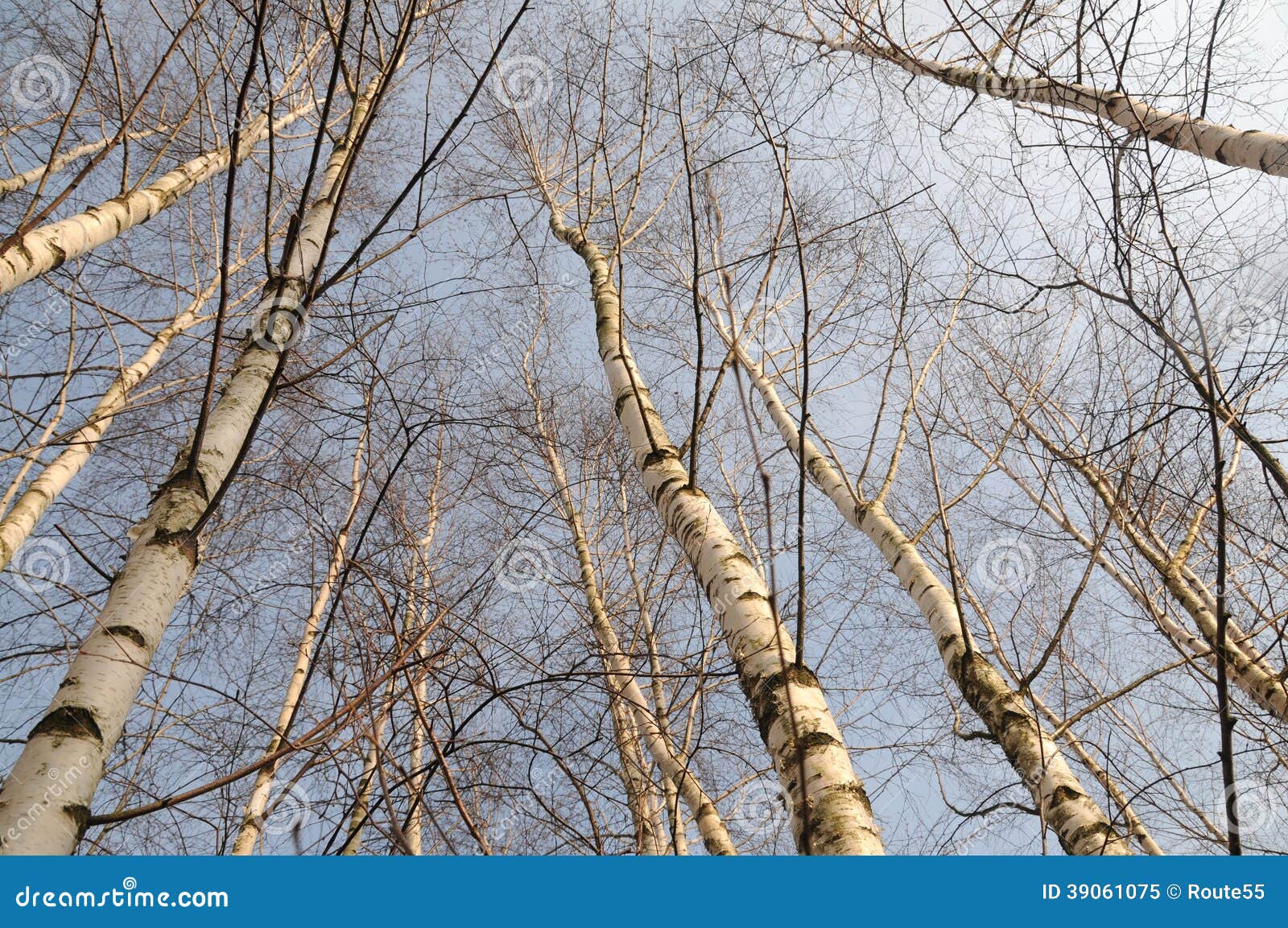 Birch trees stock image. Image of organic, wooden, tree - 39061075