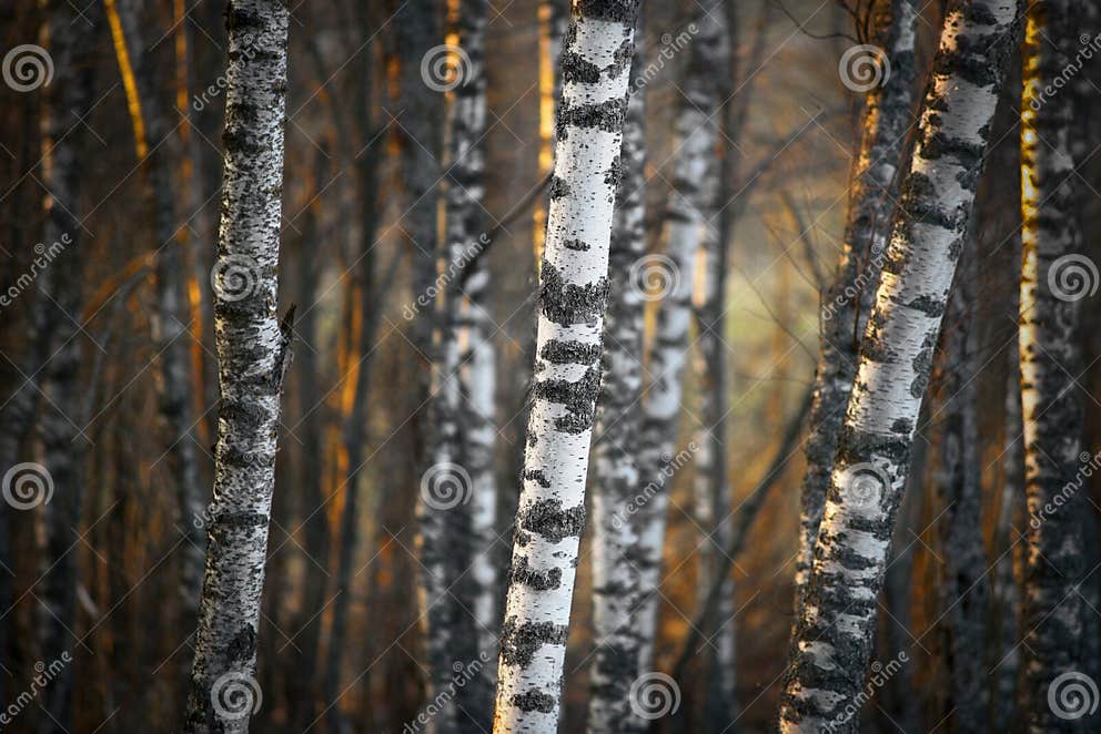 Birch Trees in Evening Light Stock Photo - Image of night, orange: 19188650