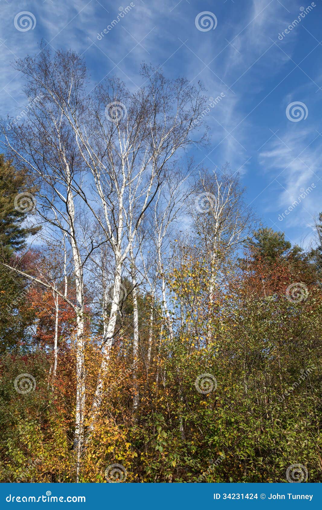 Birch Trees in Fall stock photo. Image of leaves, trip - 34231424