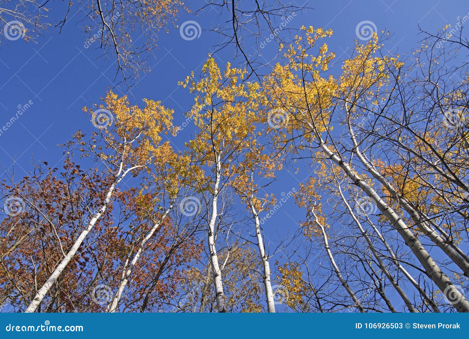 Birch Trees in Fall Colors stock image. Image of scenic - 106926503