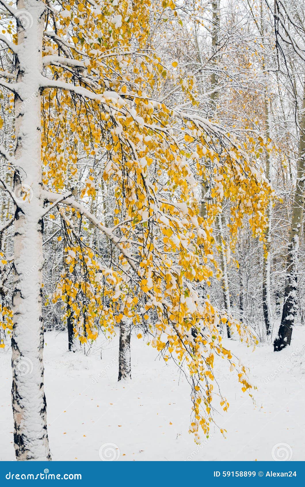 Birch trees in fall colors stock image. Image of countryside - 59158899