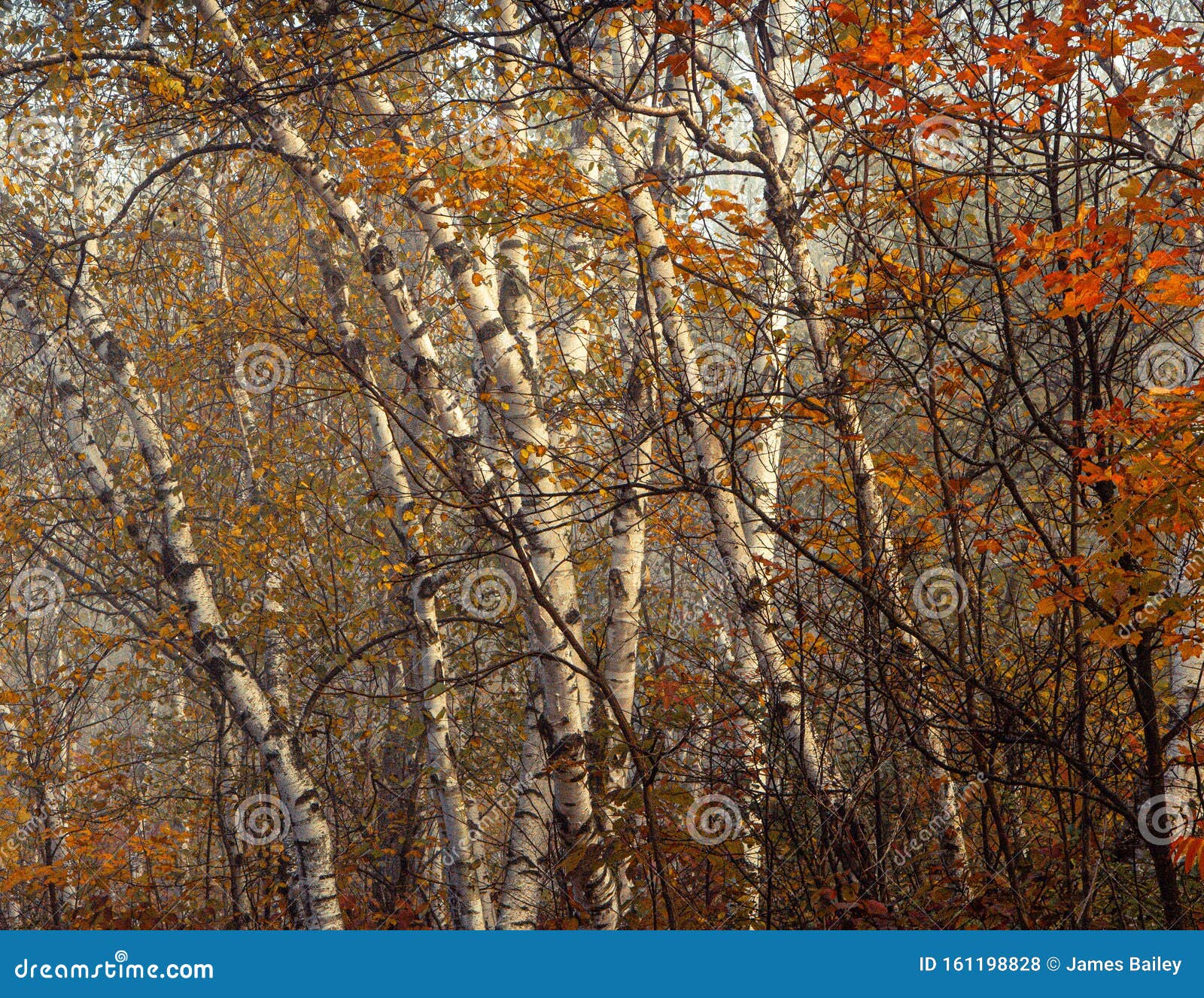 BIRCH TREES in the FALL COLORS Stock Photo - Image of trees, outdoors ...