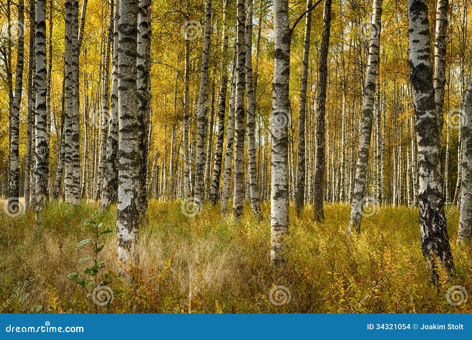 Birch trees in fall stock photo. Image of background - 34321054