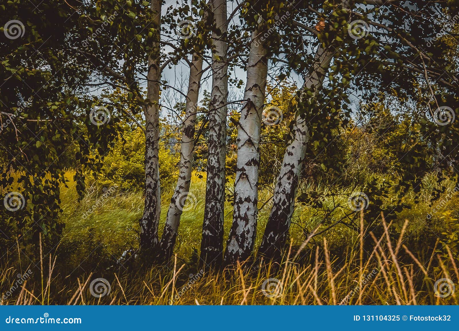 Birch trees in the field stock image. Image of green - 131104325