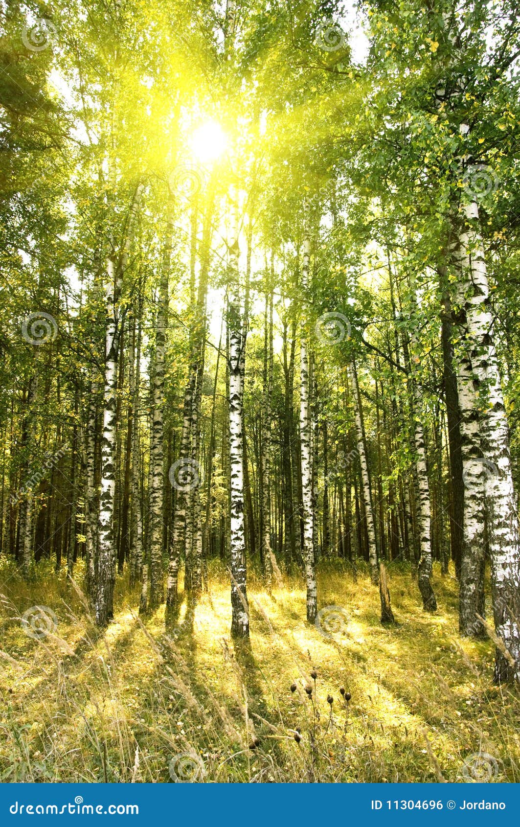 Birch trees in forest stock photo. Image of outdoor, hike - 11304696